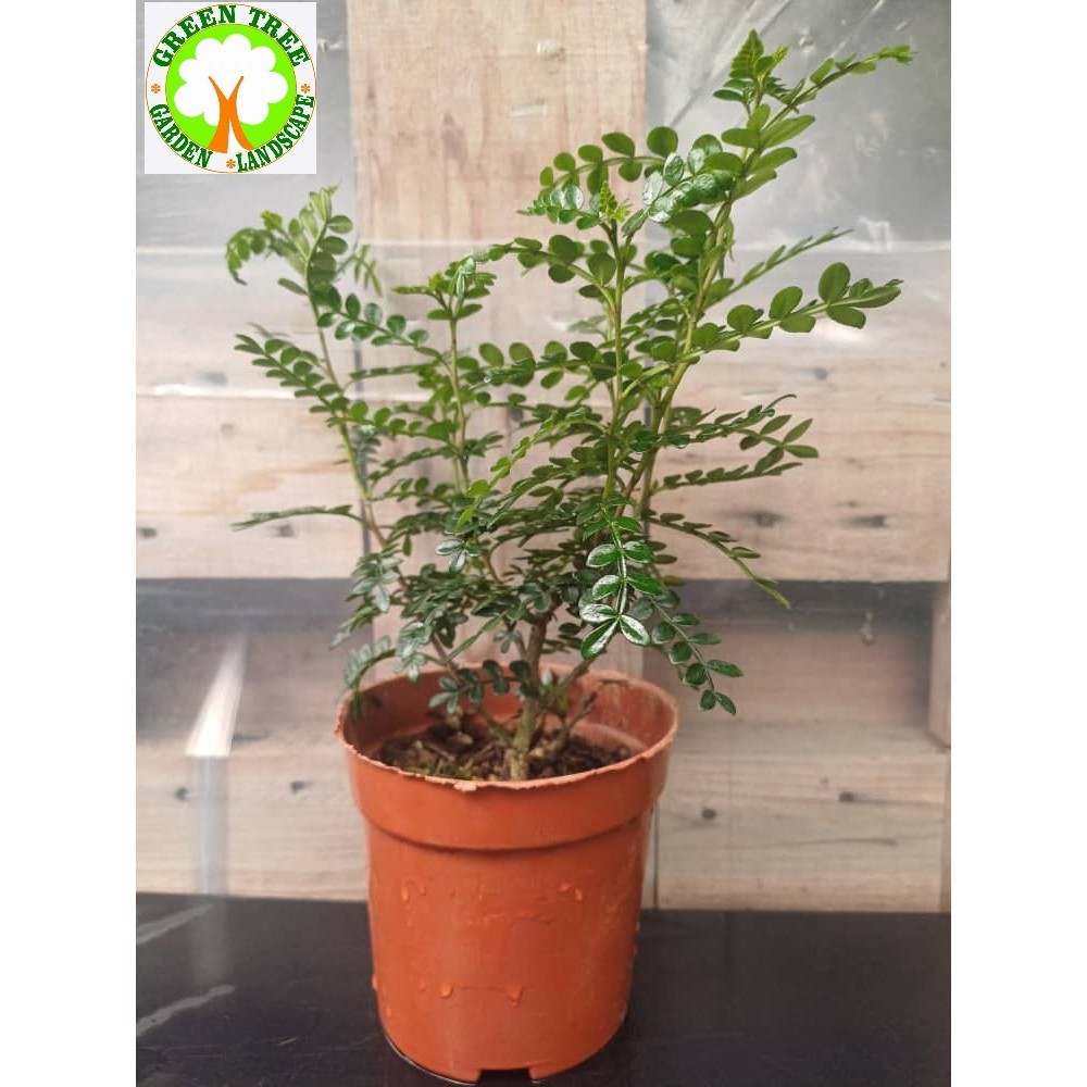 Bonsai - Zanthoxylum Beecheyanum 胡椒木/ 清香木 for HOME/OFFICE decoration ...