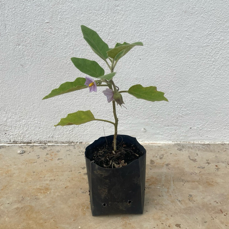 Pokok Terung Jambak Mutiara/ Cluster Eggplant Dalam Polybeg | Shopee ...