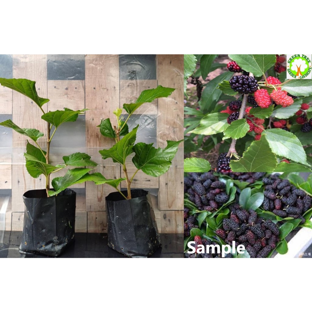 Fruit Tree - Anak Pokok Mulberry / Mulberry Saplings 桑葚果树苗 for HOME ...
