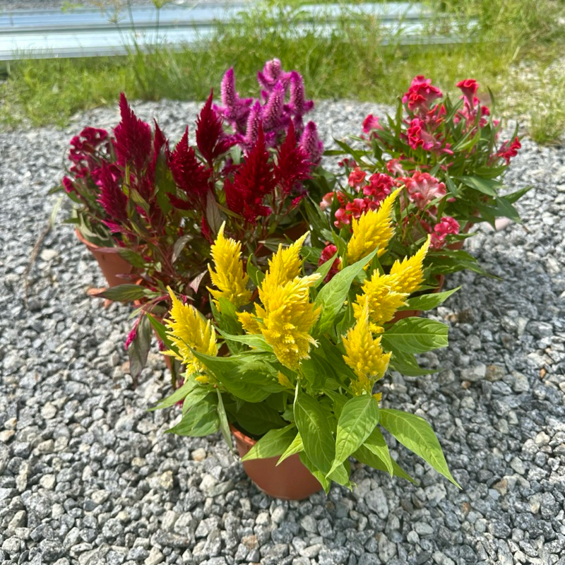 🔥OUTDOOR🔥 POKOK BUNGA BALUNG AYAM / Celosia Crested Cocks Comb Tree ...
