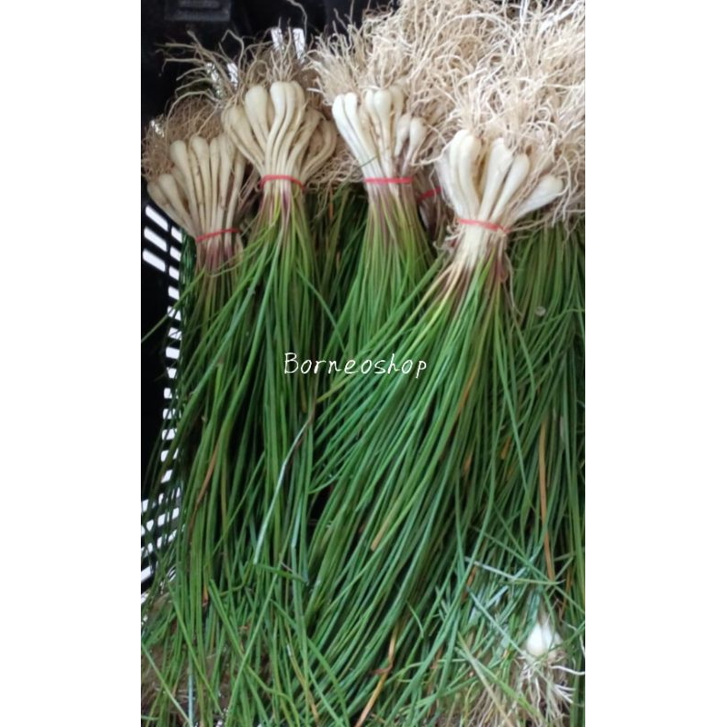 LOSUN, LOKIO,DAUN BAWANG,BAWANG BATAK ,KUCAI SAYUR KAMPUNG 50 GRAM ...