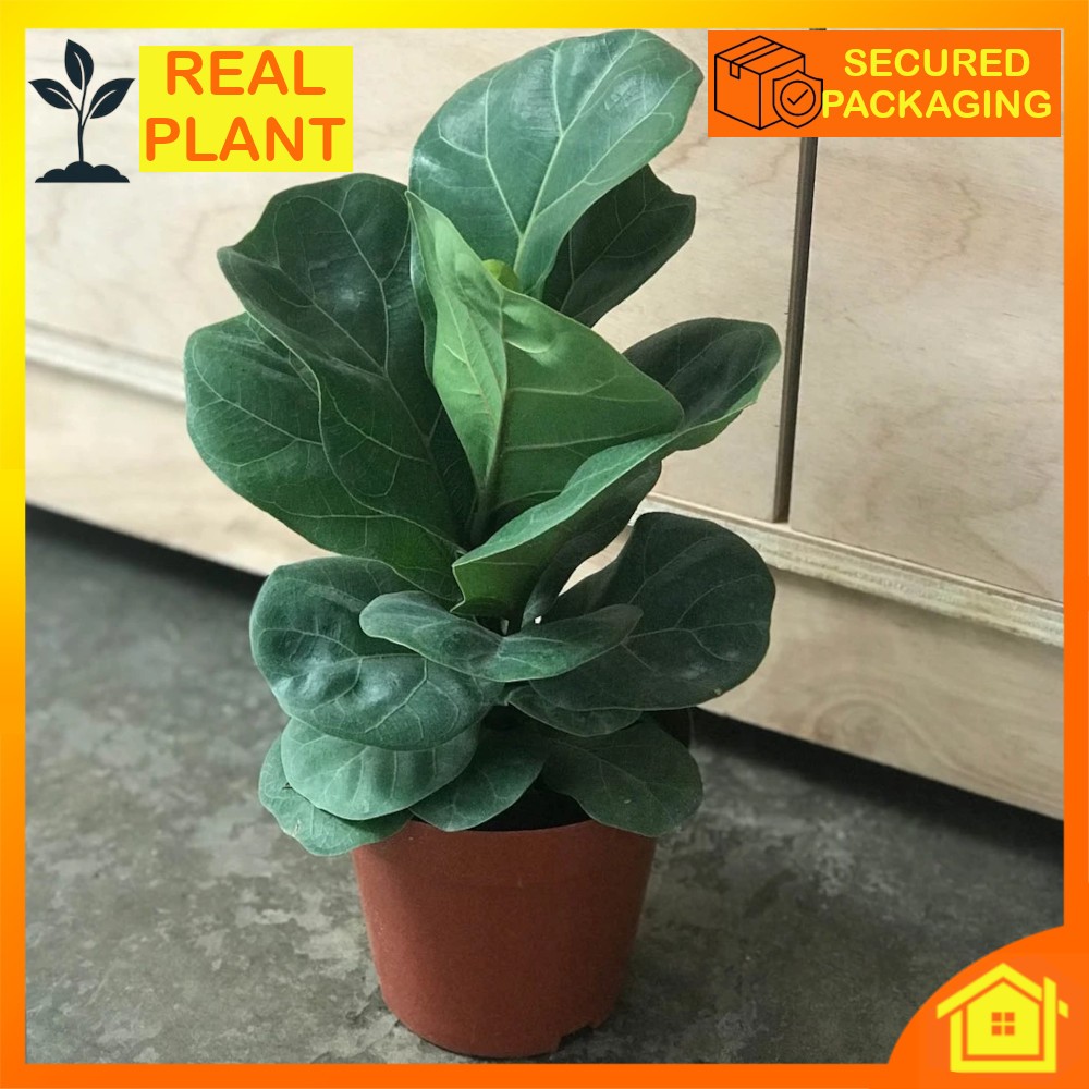 Real Plant Fiddle Leaf Fig Fresh Live Ficus Lyrata Bambino Garden ...