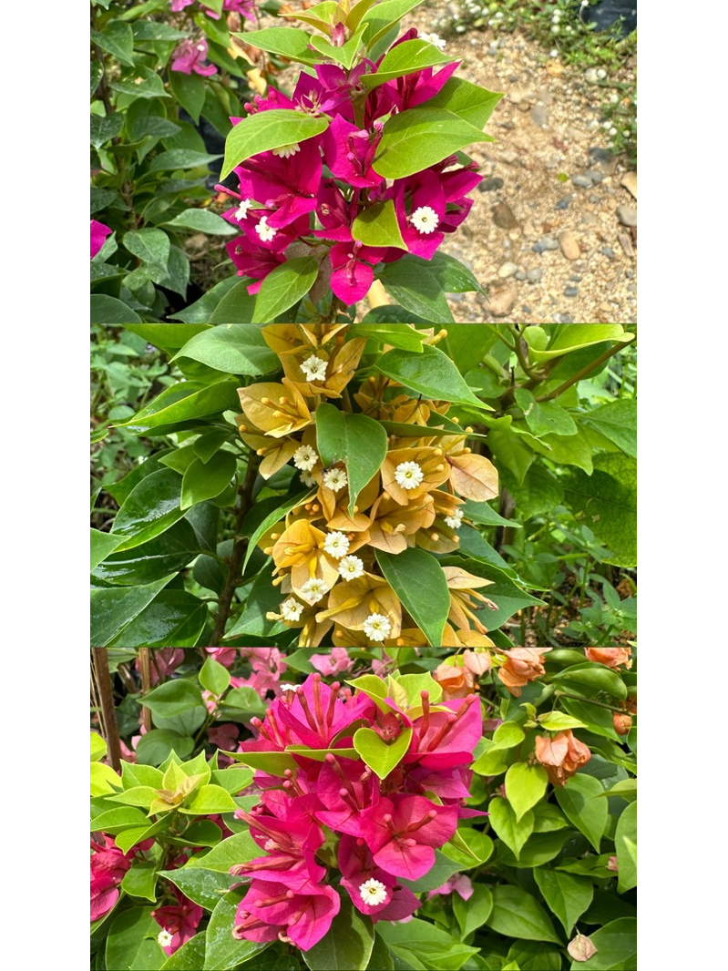 Bunga Kertas ID Sireh Junjung (Pink, Purple, Kuning) | Shopee Malaysia