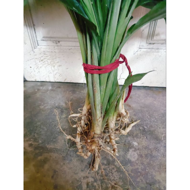 POKOK PIJAT/CEMOMOK/SAMBAL PIJAT | Shopee Malaysia