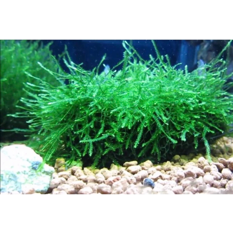 Java Moss aquascape lowtech plant tumbuhan air aquarium water pokok ...