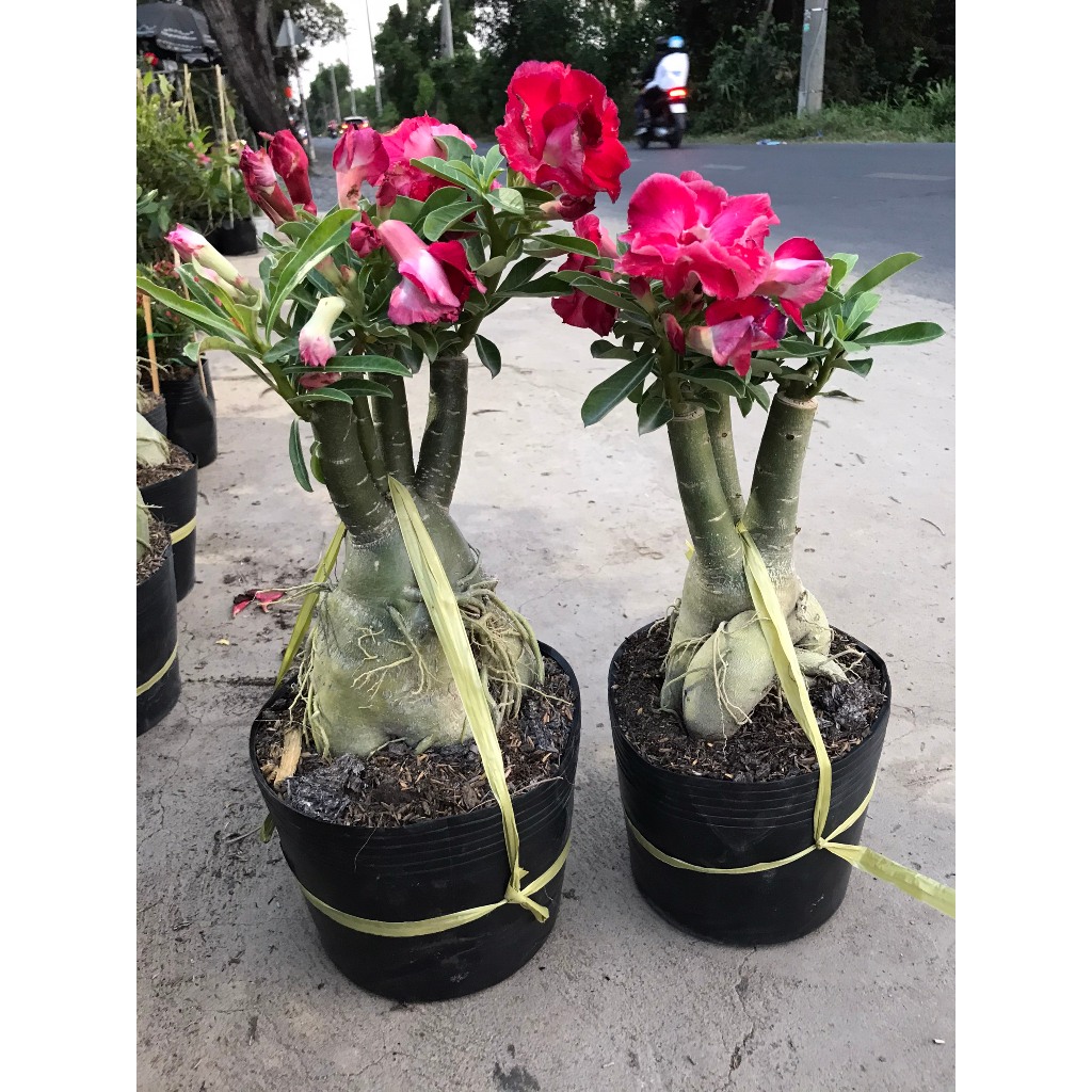 Pokok Bunga Bonsai Adenium Tukang kebun mempunyai 25 warna tumbuhan ...