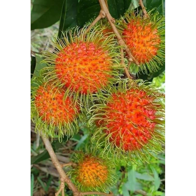 benih pokok rambutan sekolah | Shopee Malaysia