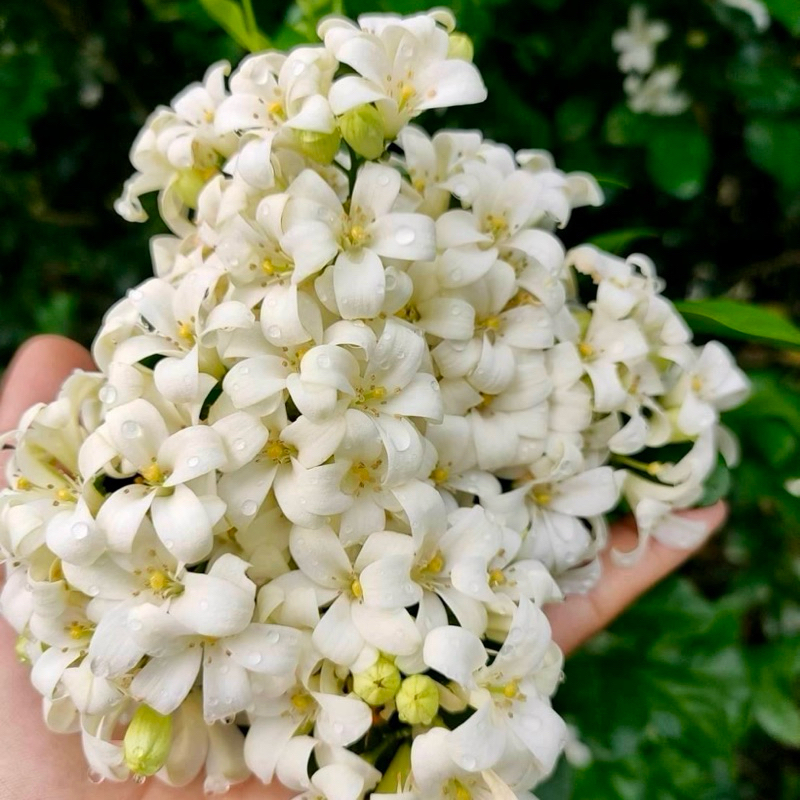 🔥WANGI🔥 POKOK KEMUNING SANGGUL / Muraya Paniculata / Pagar / Outdoor ...