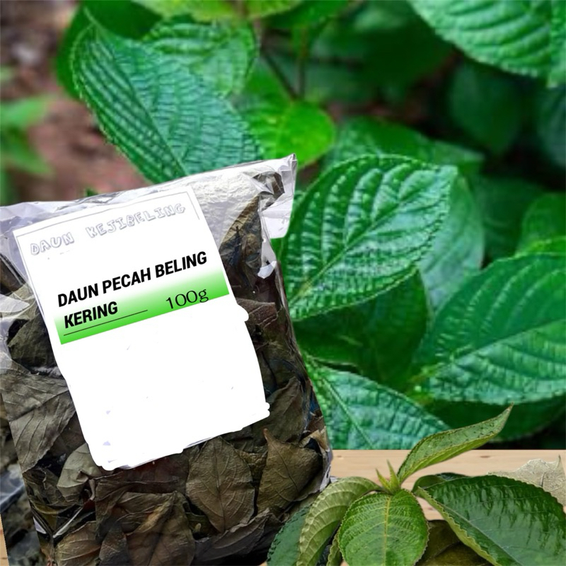 DAUN PECAH BELING/PECAH KACA KERING 100g | Shopee Malaysia