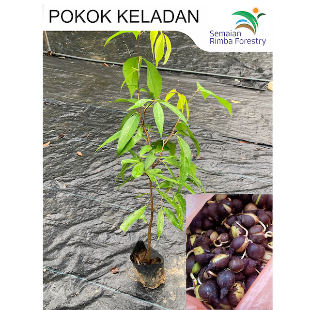 Anak Pokok Keladan | Dryobalanops oblongifolia (Pokok Rizab @ Tebingan ...