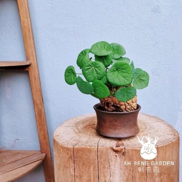 AH BENG GARDEN : CAUDEX - Stephania Suberosa 龙甲龟 | Shopee Malaysia
