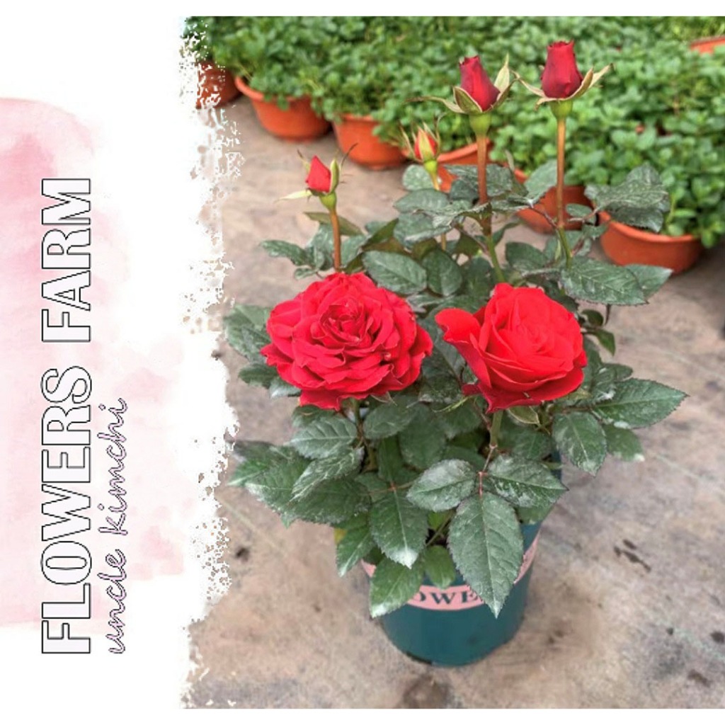 Rose Plant / Pokok Ros / Rose Kampung / Live Plant Pokok Hiasan Bunga ...