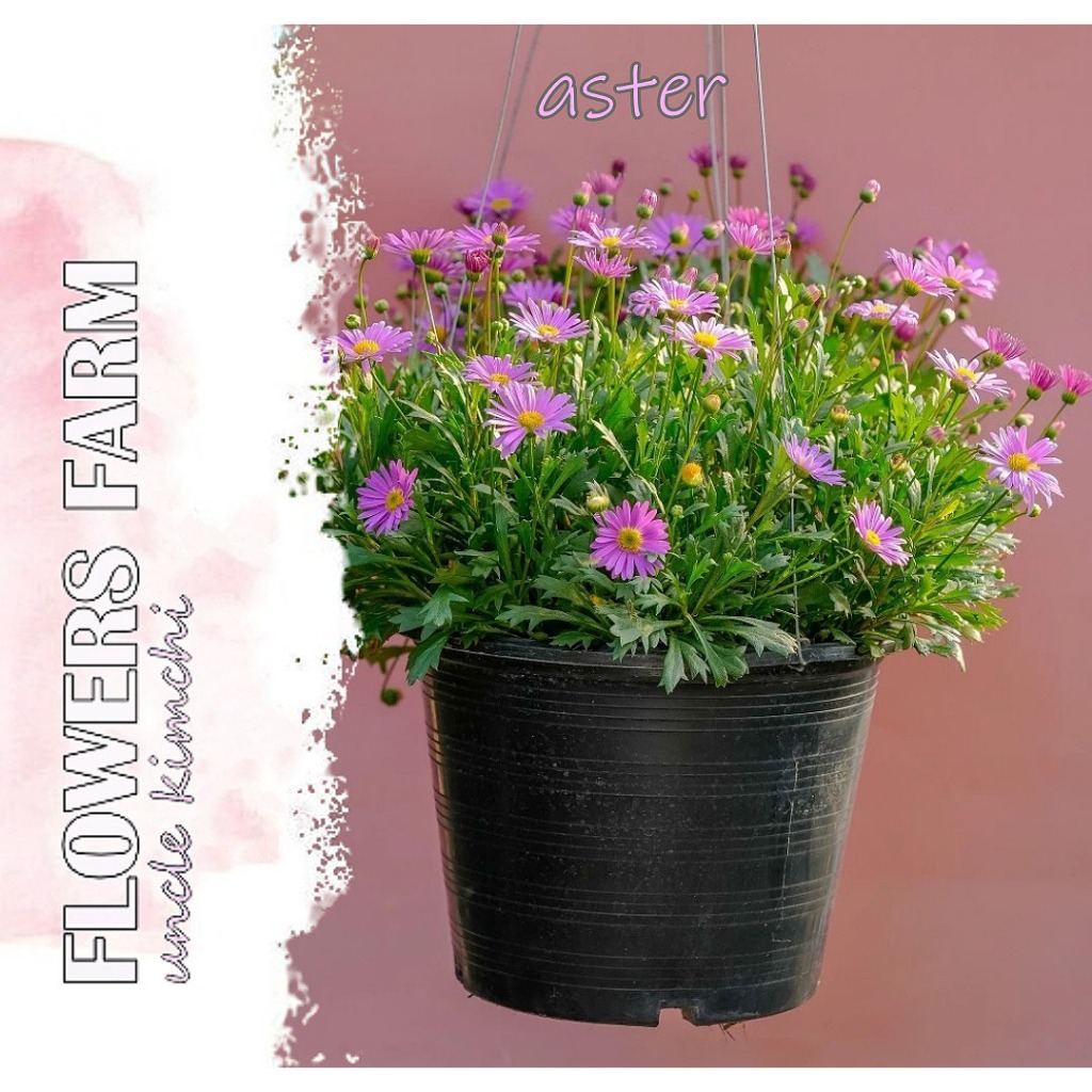 Bunga Aster/Bunga Hiasan/Real flowers | Shopee Malaysia