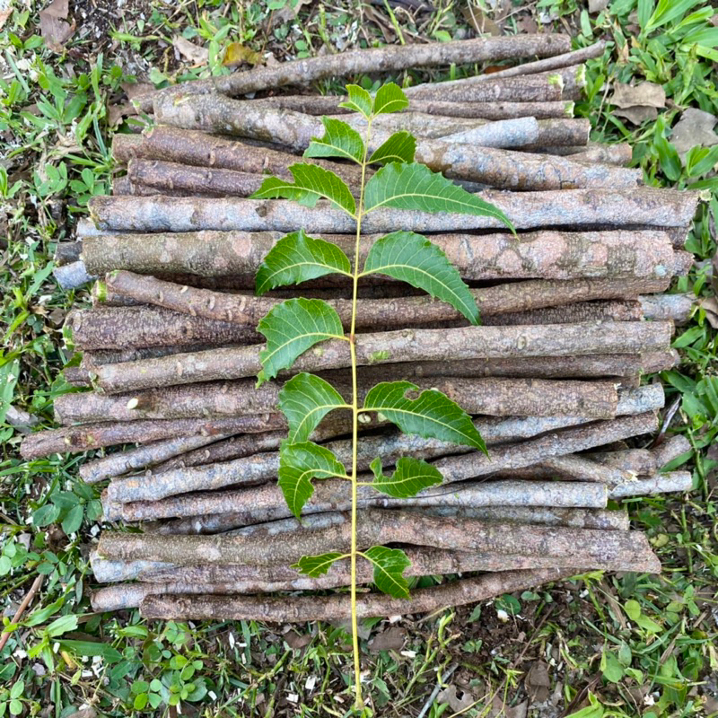 Semambu/neem (5 keratan batang saiz 1 kaki) | Shopee Malaysia