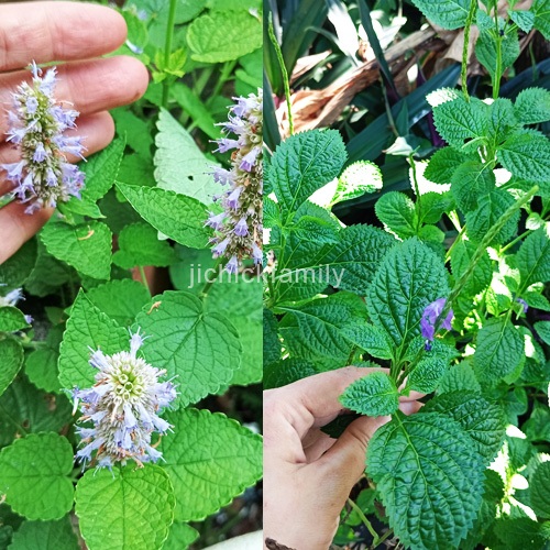 Mixed 4-6 Keratan Cutting/ Agastache Rugosa/ Stachytarpheta/ 藿香/长穗木假马鞭 ...