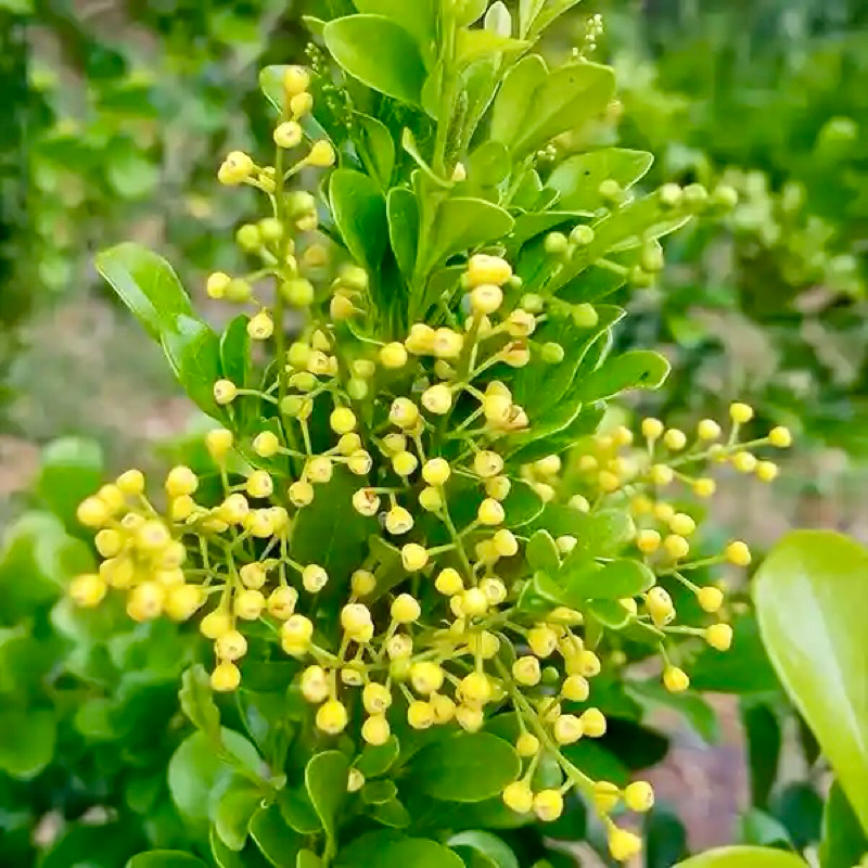 🔥WANGI🔥CHINESE PERFUME TREE / Pokok Telur Belangkas / Aglaia Odorata ...