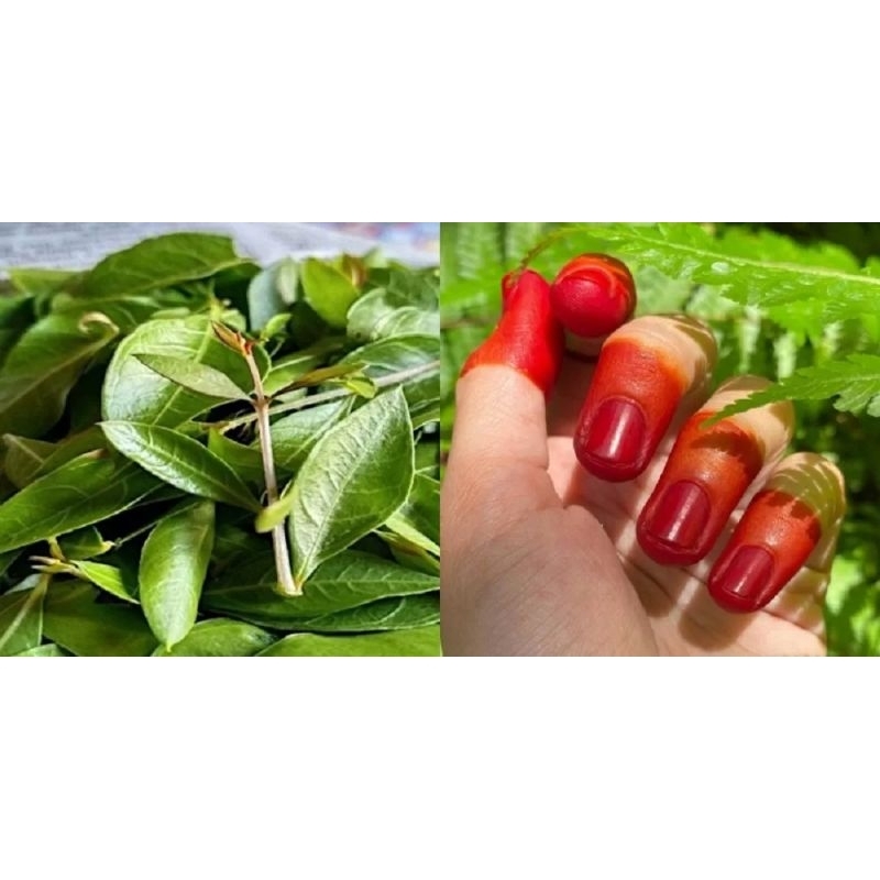 ANAK POKOK INAI MERAH | DAUN INAI SEGAR | Shopee Malaysia