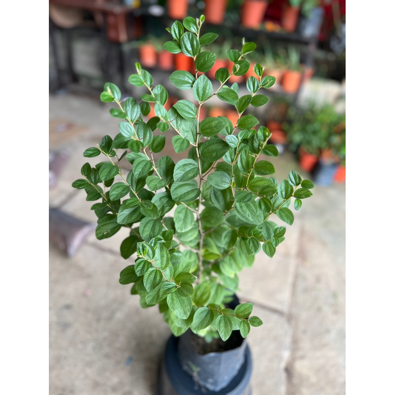 Bidara Berduri Pokok Saiz Besar Daun Rimbun - Daun Bidara Mandian ...