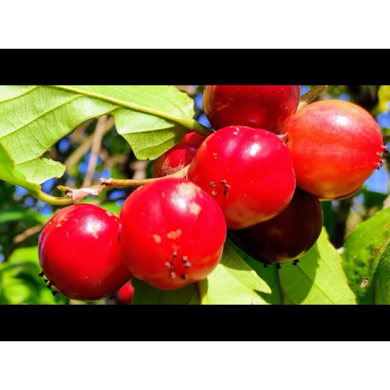 BUAH ROKAM MASAM/RUKAM 100g | Shopee Malaysia