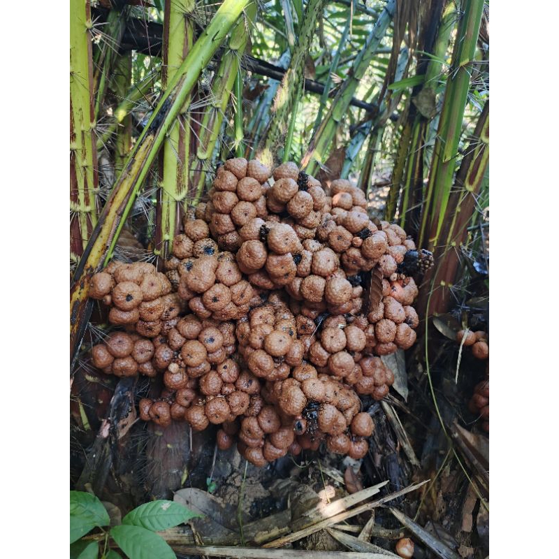 Buah kelubi/asam paya matang fresh 1kg, 3kg & 5kg | Shopee Malaysia