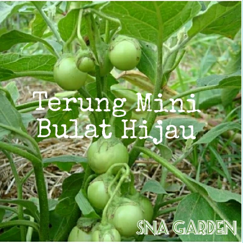 Biji benih Terung Mini Bulat Hijau 50 biji | Shopee Malaysia