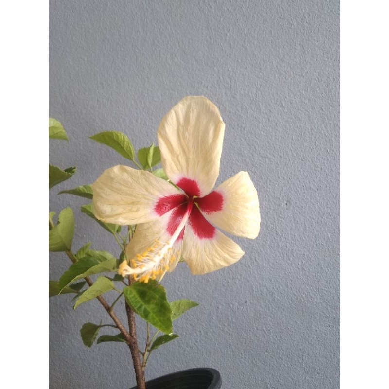 Pokok bunga raya thai , hibiscus flower plant | Shopee Malaysia