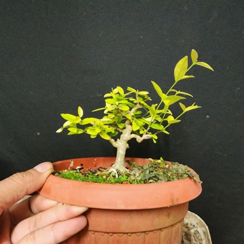 bonsai jeliti sui mei 水梅 for beginner | Shopee Malaysia