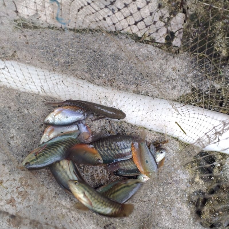 IKAN SEPAT (KAMPUNG) | Shopee Malaysia