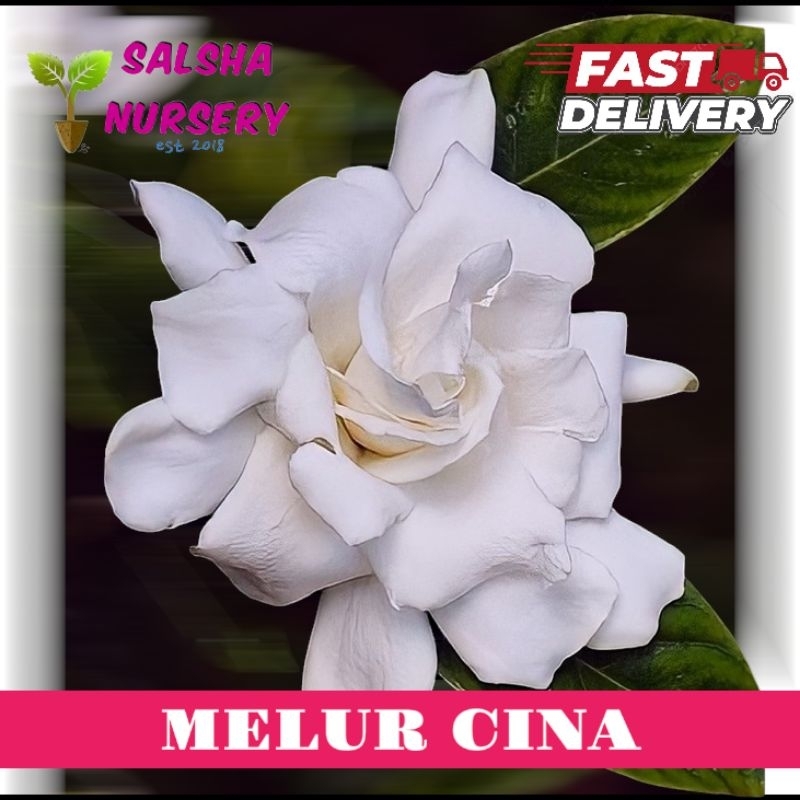 Pokok Bunga Melur Cina | Shopee Malaysia