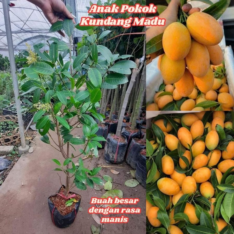 Anak Pokok Kundang Madu Super Buah Banyak buah-buahan boleh ditanam ...