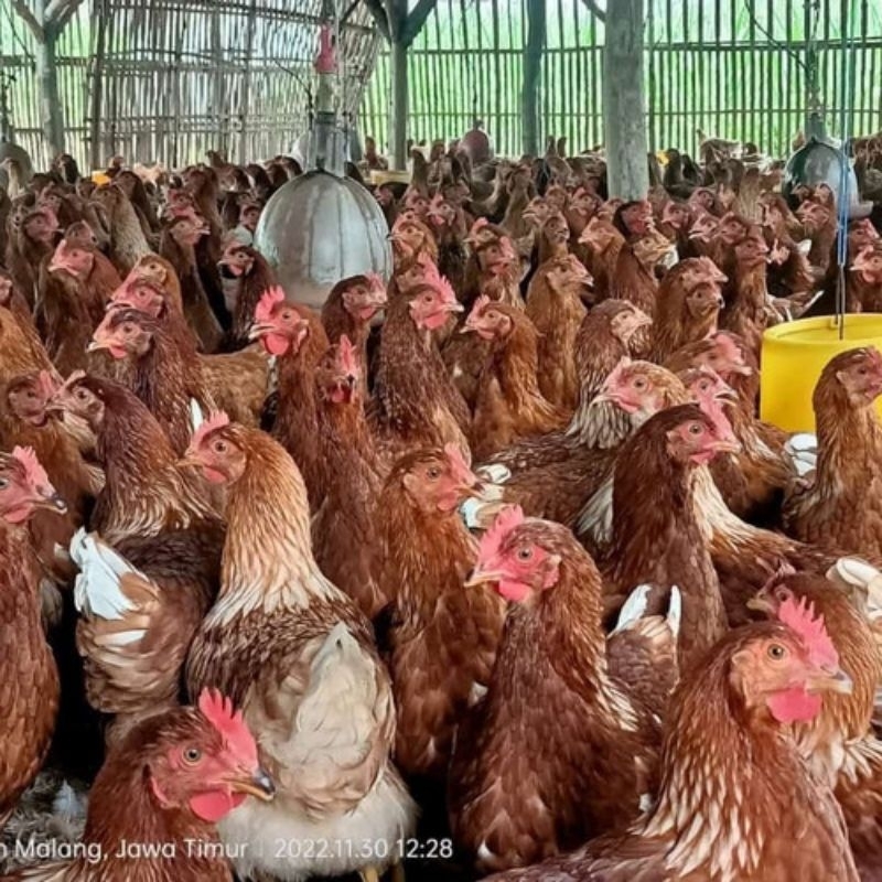 AYAM PENCEN AYAM TUA SIAP PROSES 1.6-2KG | Shopee Malaysia