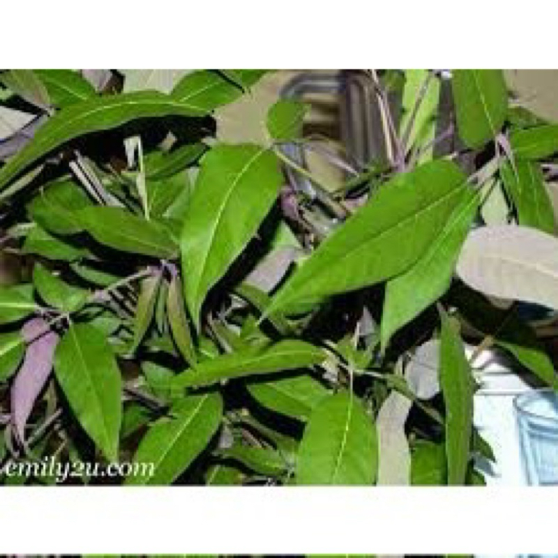 Ready stock Daun lemuni (lemuni hitam) /saintifiknya Vitex trifolia ...