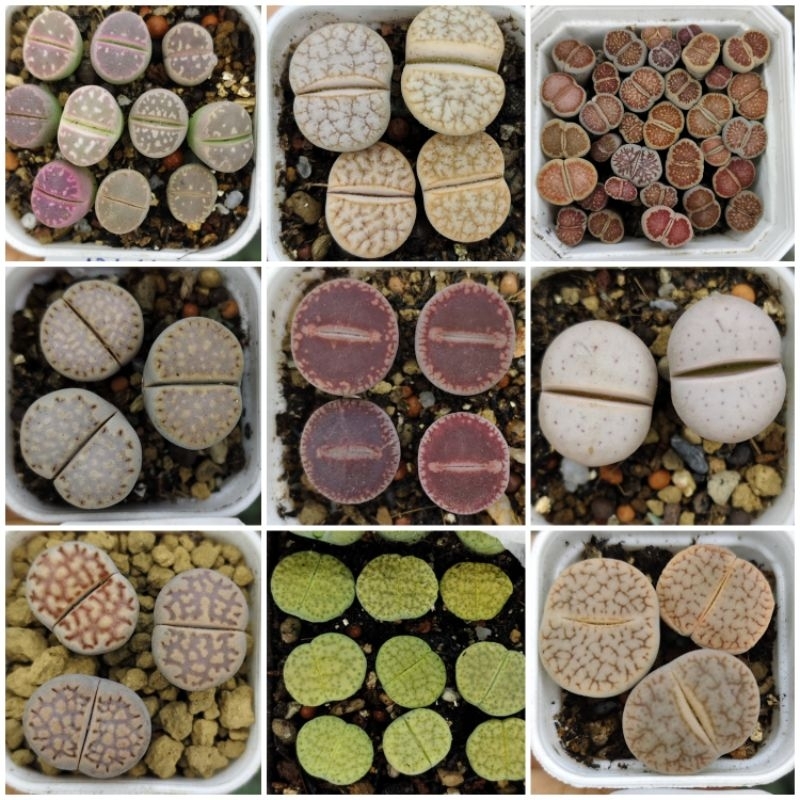 Kaktus Batu Hidup Lithops Species Set 生石花 屁屁 品种组合 黄日轮 碧琉璃 雀卵 菊 曲 日轮 血点 ...