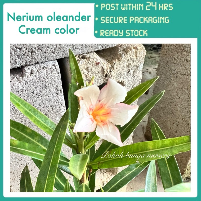 PBN - Nerium oleander cream color - bunga flower Pokok nursery anis ...
