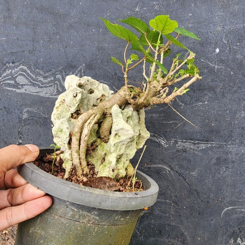 bonsai stock bebaru taiwan on the rock | Shopee Malaysia
