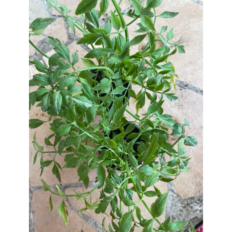 Pokok Selom / Daun Selom | Shopee Malaysia