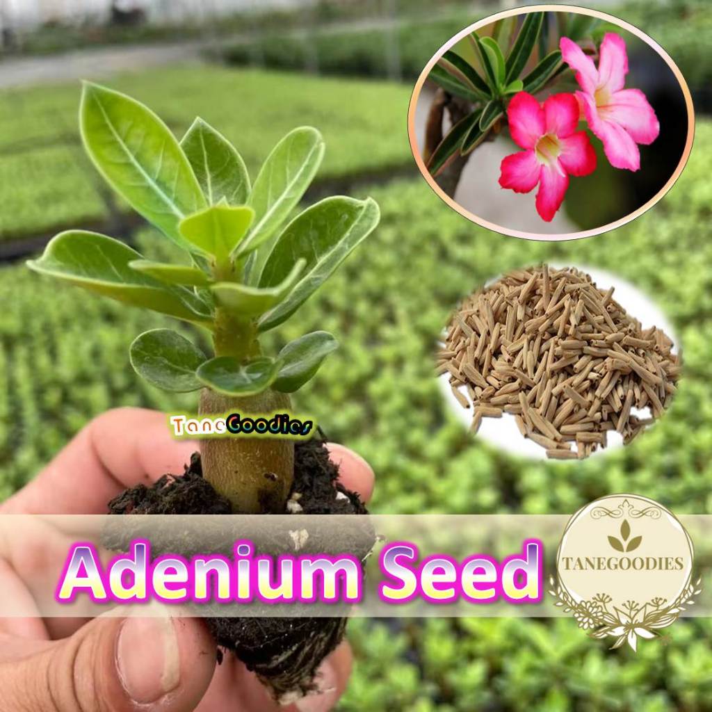 5pcs Seed Adenium Obesum Desert Rose Bonsai Flower Biji Benih Bunga ...