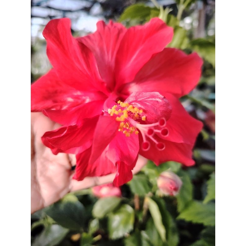 (KS) Pokok bunga raya kawen bunga berlapis merah menyala. | Shopee Malaysia