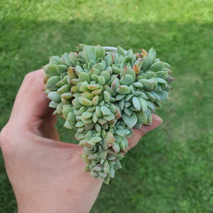 Thirteen Succulent Plant 多肉植物 - Echeveria Suryeon Cristation 莎莎女王缀 (7cm ...
