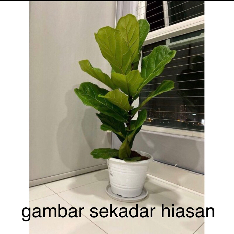 Pokok ficus lyrata (dekorasi) | Shopee Malaysia