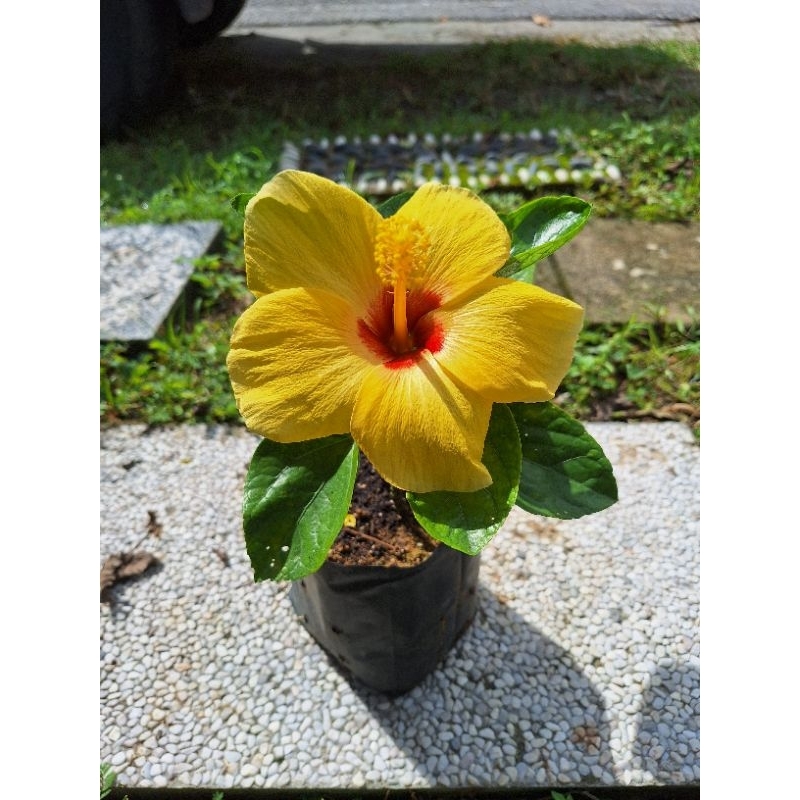 SNT / Bunga raya Kuning / bunga besar / dekorasi tanaman/ hidup ...