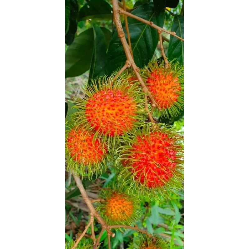 Pokok Rambutan Jarum Mas | Shopee Malaysia