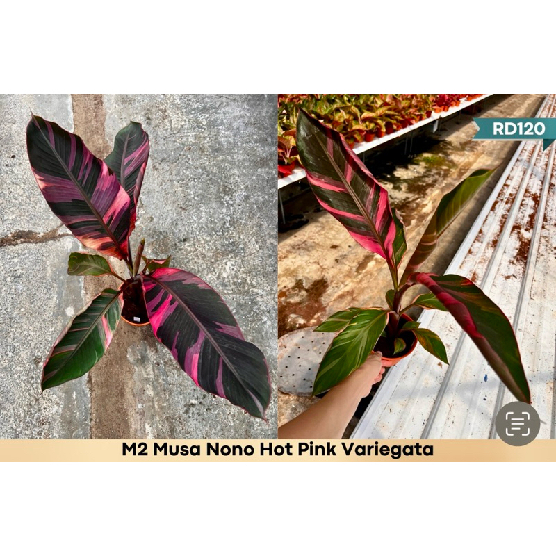 🔥RARE🔥 MUSA NANO HOT PINK VARIEGATA (EDIBLE) / Variegated Pink Banana ...