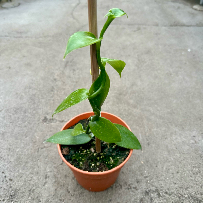 🔥RARE🔥 POKOK VANILLA / Flat Leaved Vanilla Tree / West Indian Vanilla ...