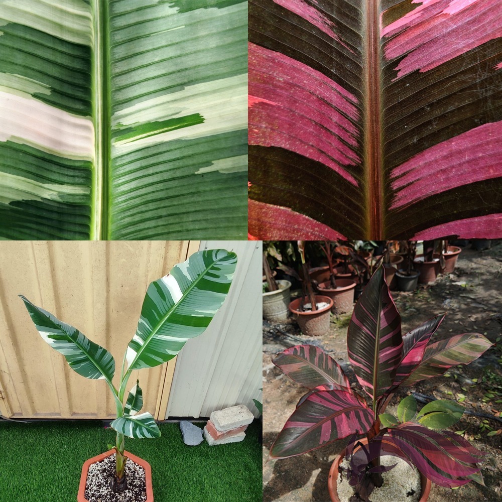 Variegated Banana Musa Florida Musa Nono 彩云蕉 by LS Group | Shopee Malaysia