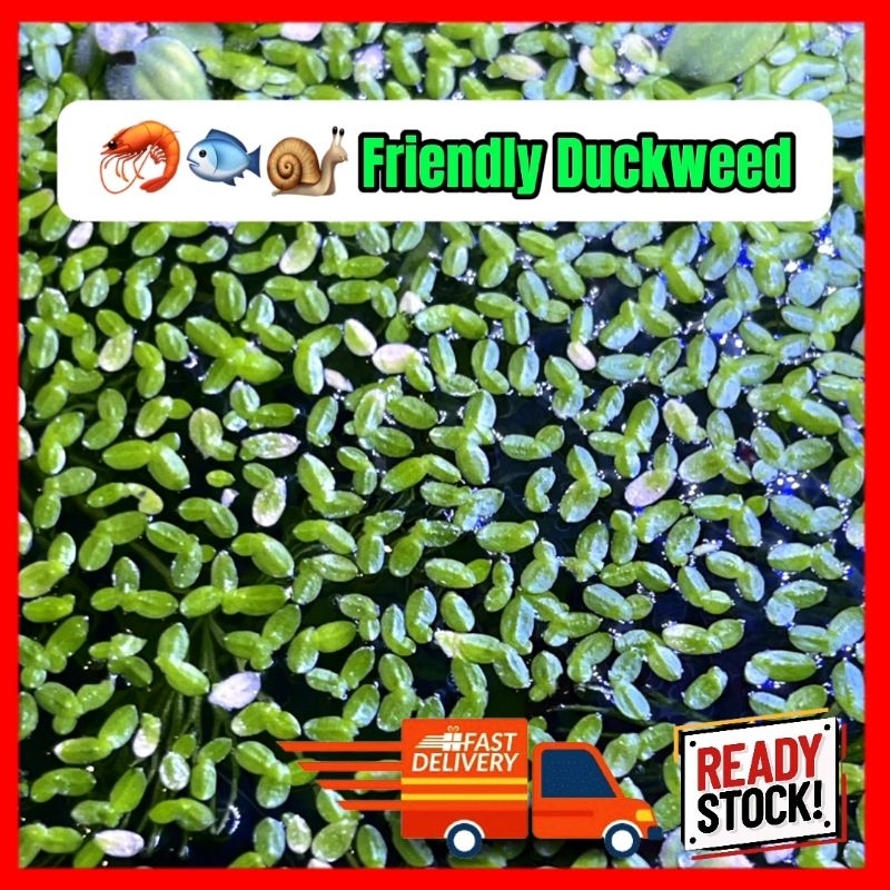Duckweed Plant Pokok Air Floating Plant Aquarium Plant Shrimp Friendly ...