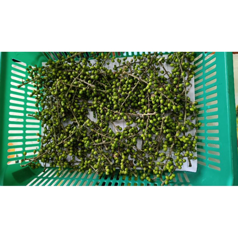 buah melada pahit /lada pahit segar | Shopee Malaysia