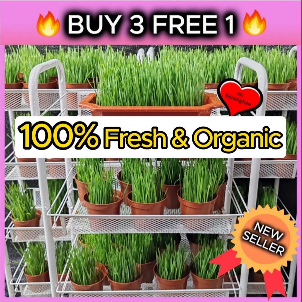 Ready To Eat 100% Natural Rumput Kucing Cat Grass hair ball Siap Tumbuh ...