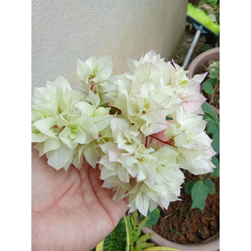 Bunga kertas Id Sanggul Fatimah Ice Cream . | Shopee Malaysia