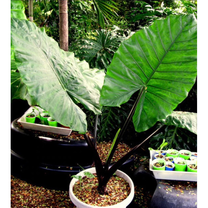 Alocasia black stem(induk/anak pokok)🌱 | Shopee Malaysia